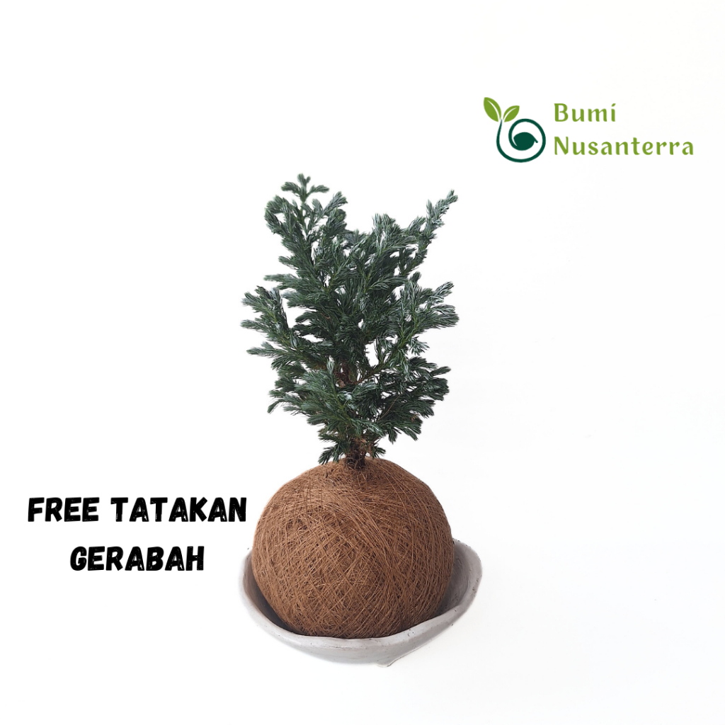 Jual Kokedama Series - Abies Alba | Tanaman Hias Cemara Perak | Tanaman ...