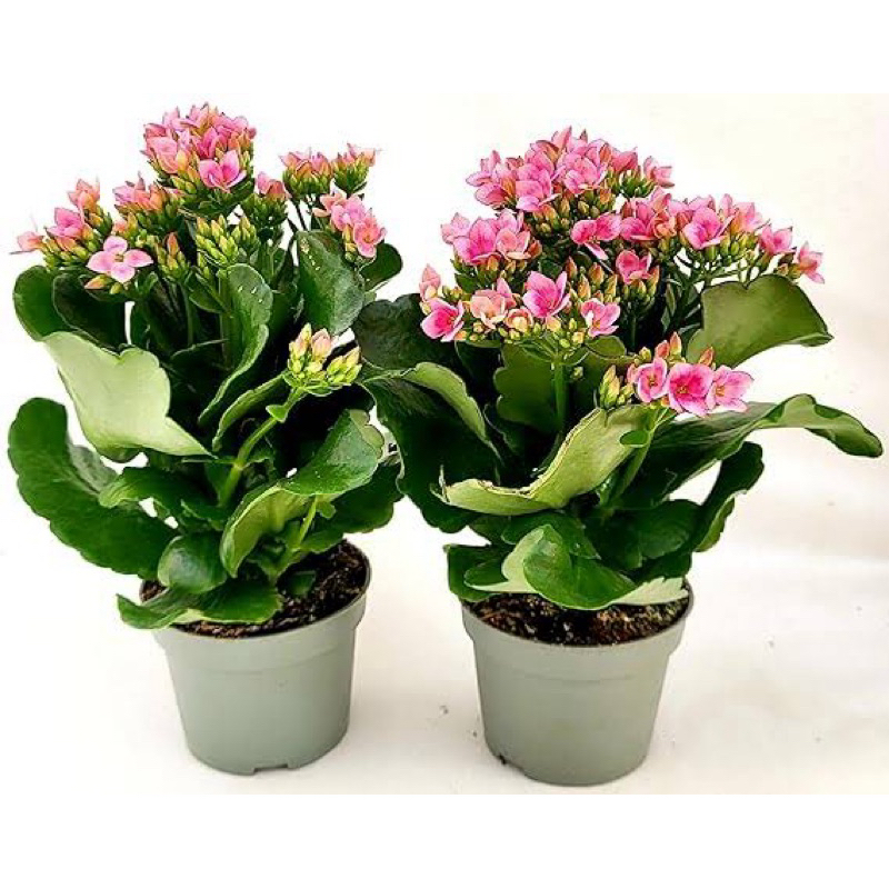 Jual Tanaman Hias / Bunga Kalanchoe Calandiva / Bunga Cocor Bebek ...
