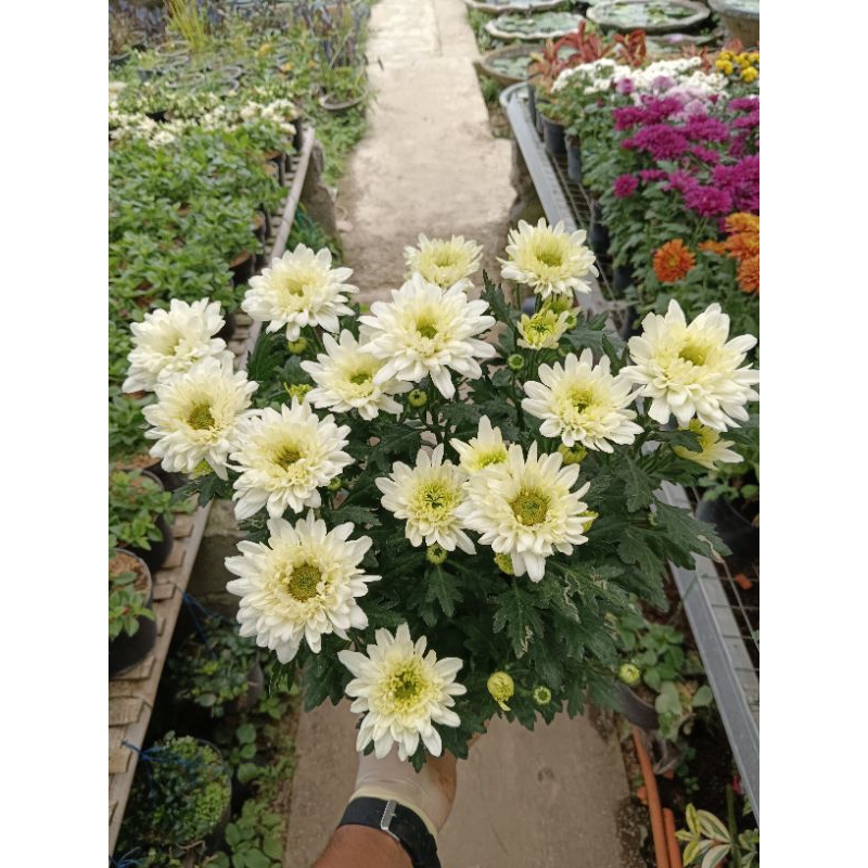 Jual BUNGA ASTER PUTIH MENTEGA FULL POT 20 ISI 7 8 BATANG RIMBUN ...