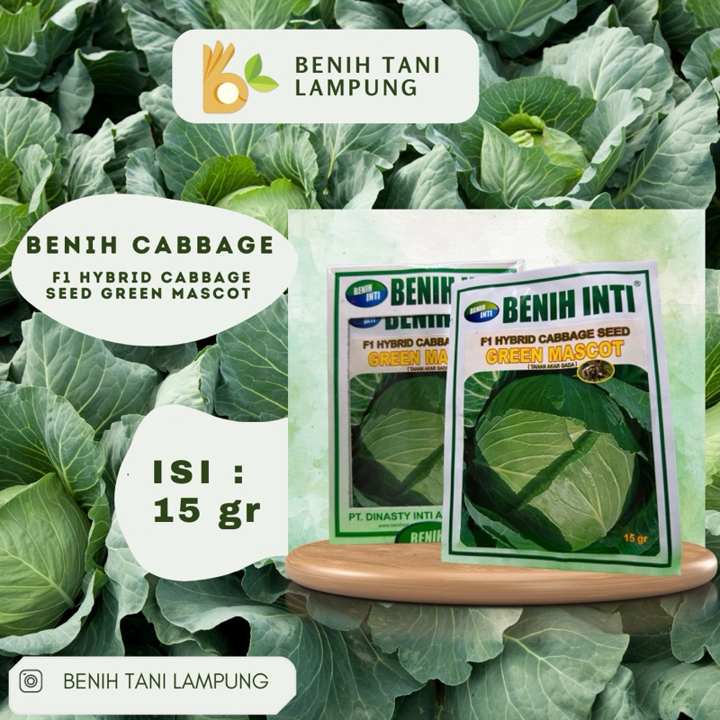 Jual KUBIS GREEN MASCOT BENIH INTI 15gr | Shopee Indonesia