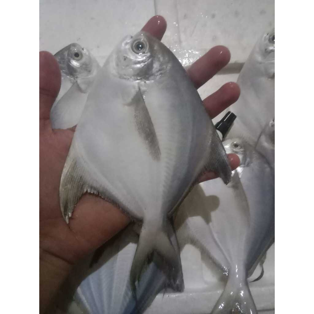 Jual IKan Bawal Putih Fresh Frozen 8-9 Ekor ( 100/150 GRAM ) | Shopee ...