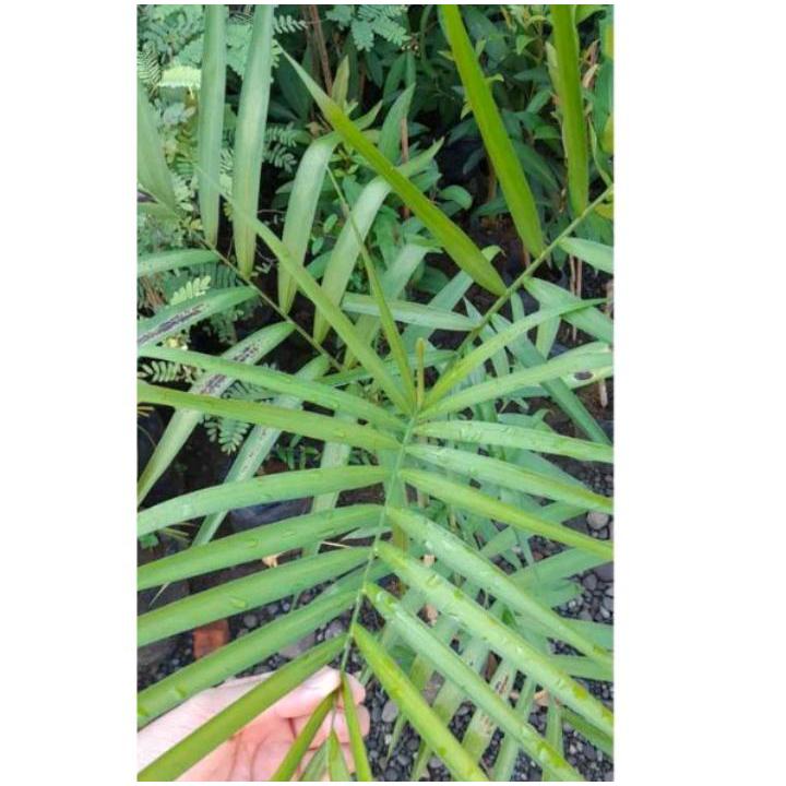 Jual Bibit Tanaman Hias Palem Bambu - Tanaman Hias - Palem Bambu ...