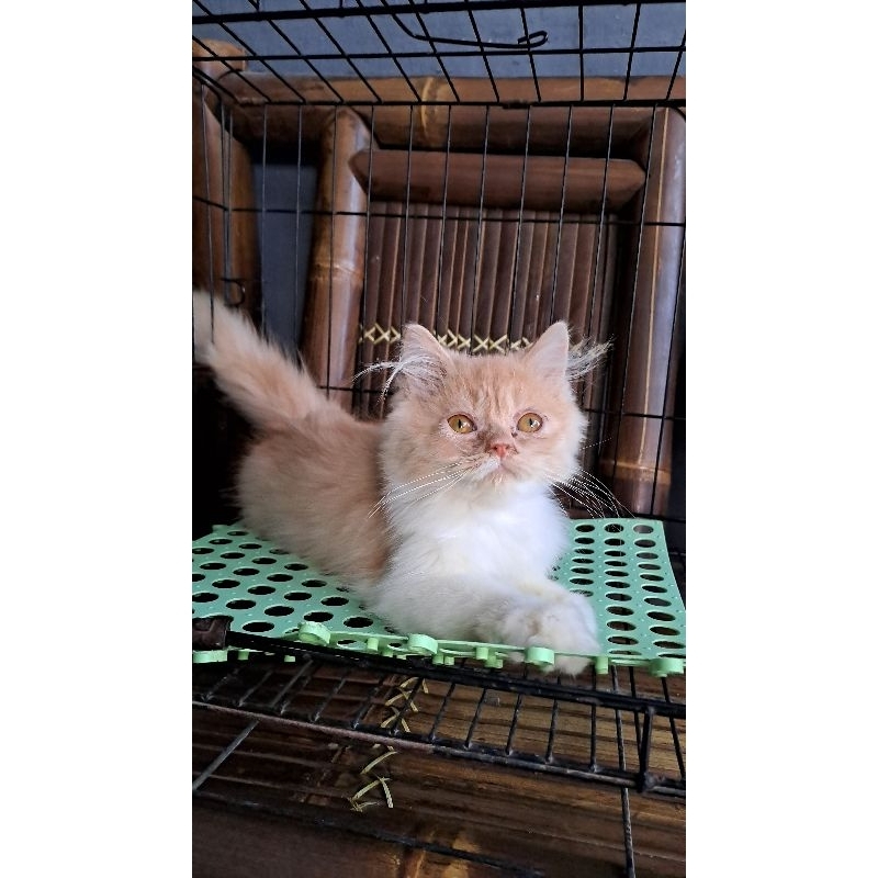 Jual Anak kucing anggora/kitten Persia flatnose/kitten Persia flatnose ...