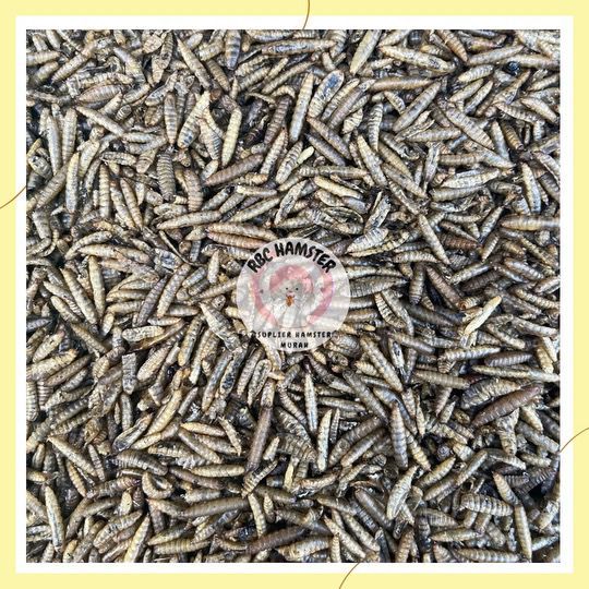 Jual DRY MAGGOTS PREMIUM SNACK HAMSTER BURUNG MAKANAN HEWAN GRADE AA+ ...