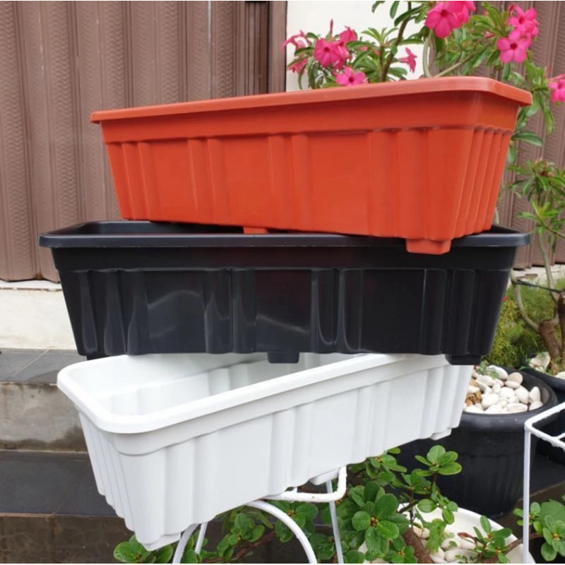 Jual POT Tanaman Hias Menjuntai Lee Kwan yew//POT Tanaman Hias Lee Kwan ...