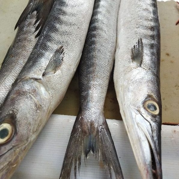 Jual Ikan Barakuda 1kg / Baracuda Segar | Shopee Indonesia