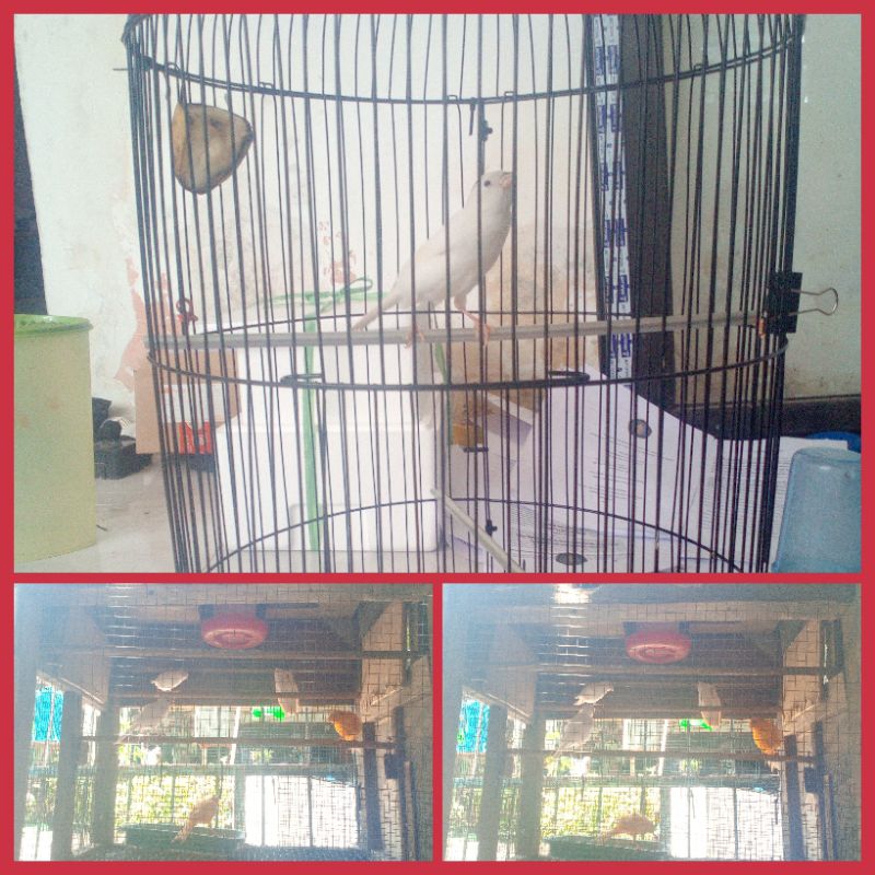Jual Kenari bahan jantan / Kenari Paud / Anakan Kenari /Kenari Gacoran ...