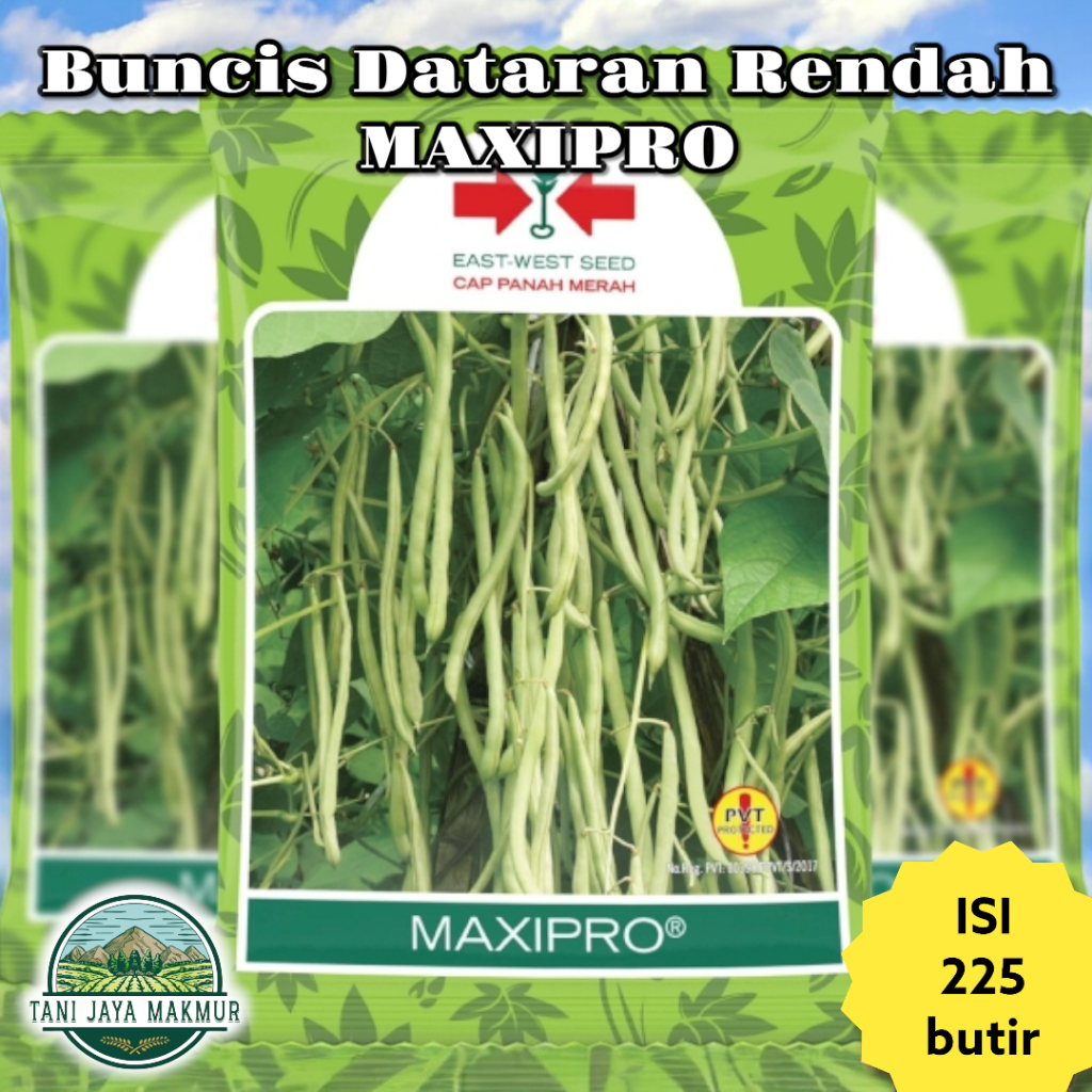 Jual Benih Bibit Buncis dataran rendah MAXIPRO 225 butir SP - Cap Panah ...