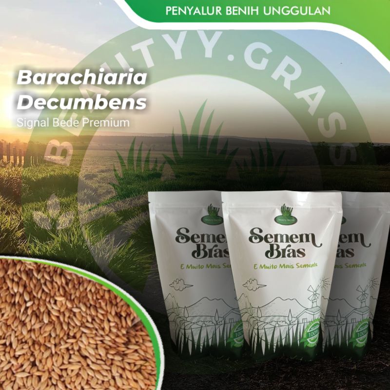 Jual Biji Rumput Brachiaria Decumbens 500gr - Bade/Signal -SememBras ...