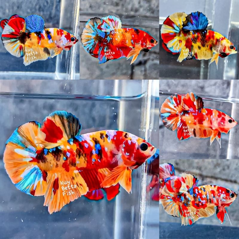 Jual Hiasan Aquarium Plakat Multicolour / Yellowbase Multy / Orangebase ...