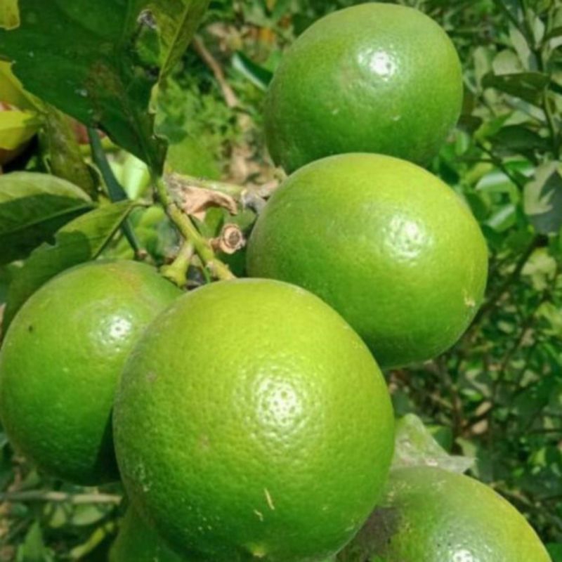 Jual Jeruk Lemon California 2kg Fresh | Shopee Indonesia