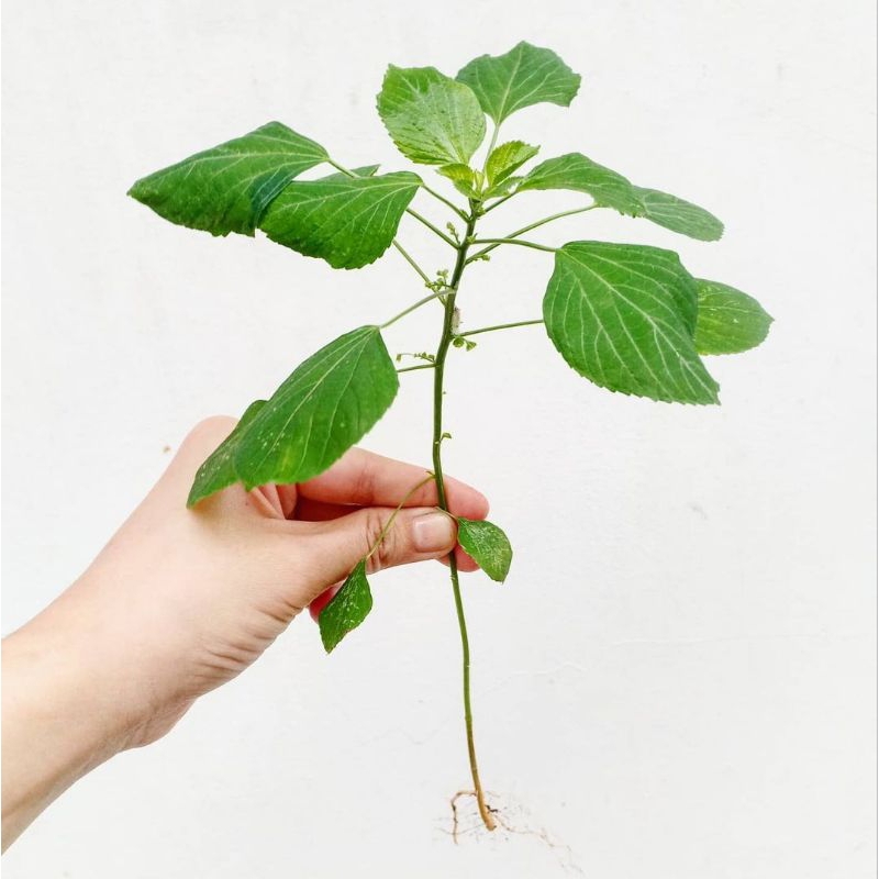 Jual Tanaman Akar Kucing - Akar Catnip - Tanaman Catnip - Anting anting ...