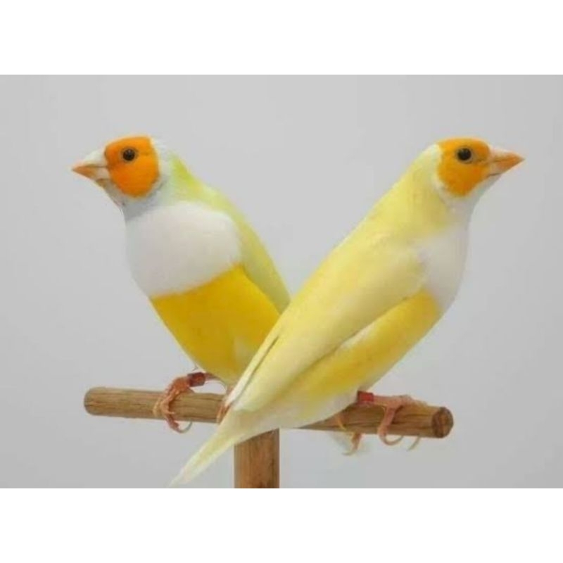 Jual BURUNG GOLD AMADIN PUNGGUNG KUNING SEPASANG | Shopee Indonesia