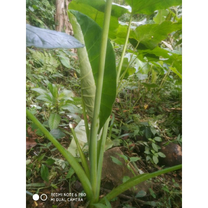Jual 10 pohon bibit cabut talas pratama# umbi talas # talas bogor ...