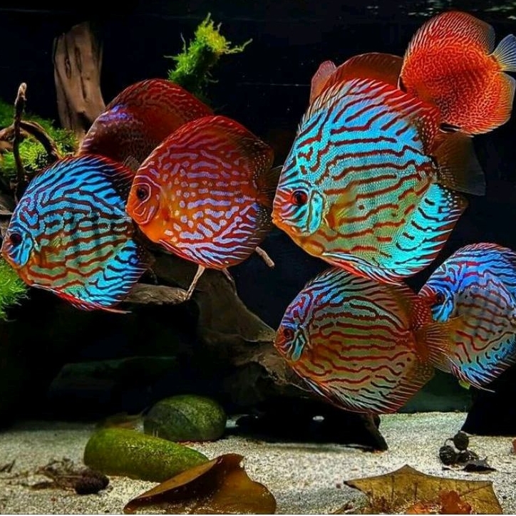 Jual Paket Discus Aquarium 10 ekor sudah warna dan pattern kualitas ...