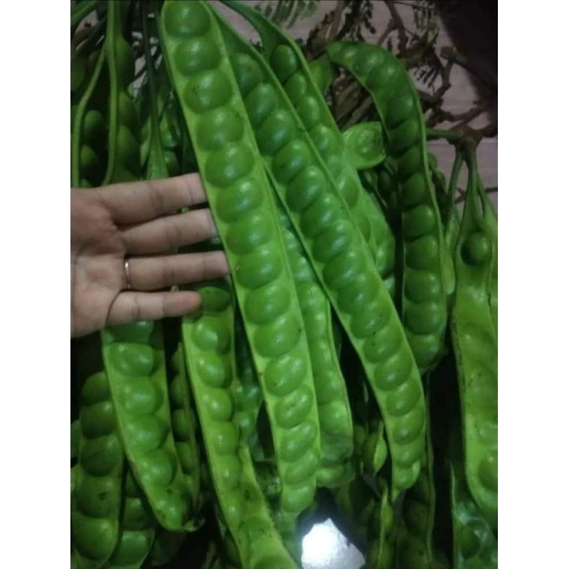 Jual petai fresh 10 papan | Shopee Indonesia