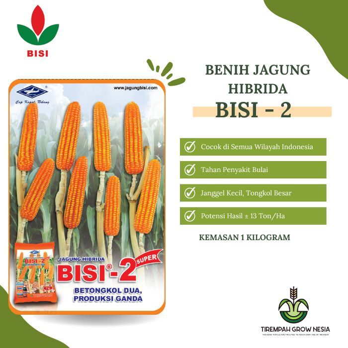 Jual BENIH JAGUNG BISI 2 BENIH JAGUNG HIBRIDA BISI-2 MURAH BENIH JAGUNG ...