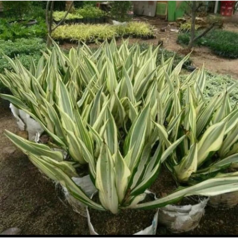 Jual Tanaman hias agave varigata tanaman agave murah | Shopee Indonesia