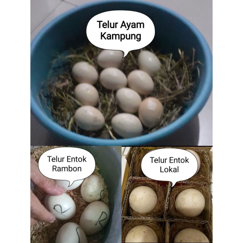Jual Aneka Telur Fertil, Telur Entok Lokal Fertil, Telur Entok Rambon ...