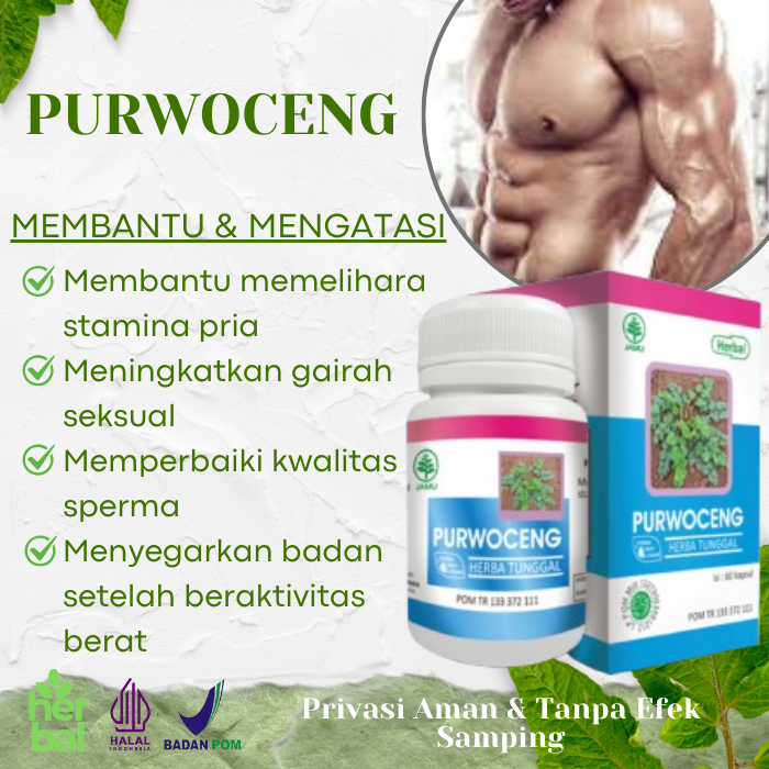 Jual Obat Herbal Organik Purwoceng Untuk Kuat Pria Tahan Lama ...