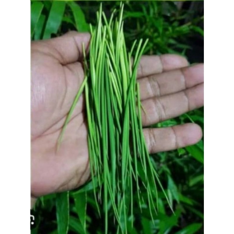 Jual Daun bambu muda/inti daun bambu | Shopee Indonesia