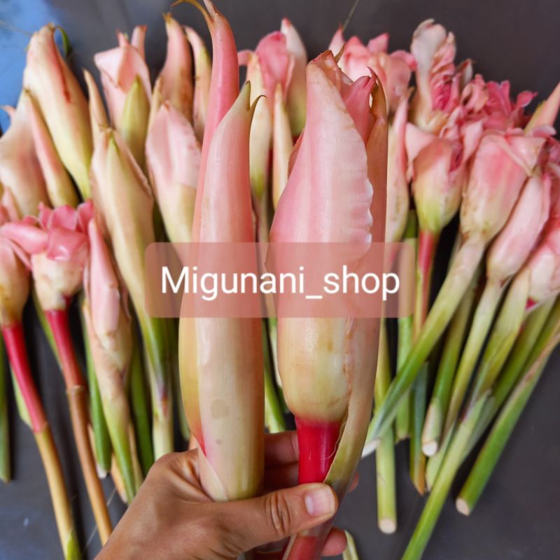 Jual bunga kecombrang harga perbatang segar honje kincung organik ...