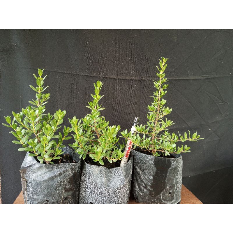 Jual Bahan Bonsai Santigi/Santigi Hasil Semai Biji/Pampis Acidula ... Jual Bahan Bonsai Santigi/Santigi Hasil Semai Biji/Pampis Acidula ...