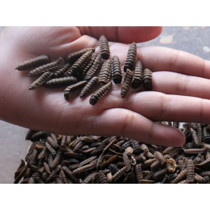 Jual pupa maggot bsf/kepompong lalat tentara hitam hidup (black soldier ...