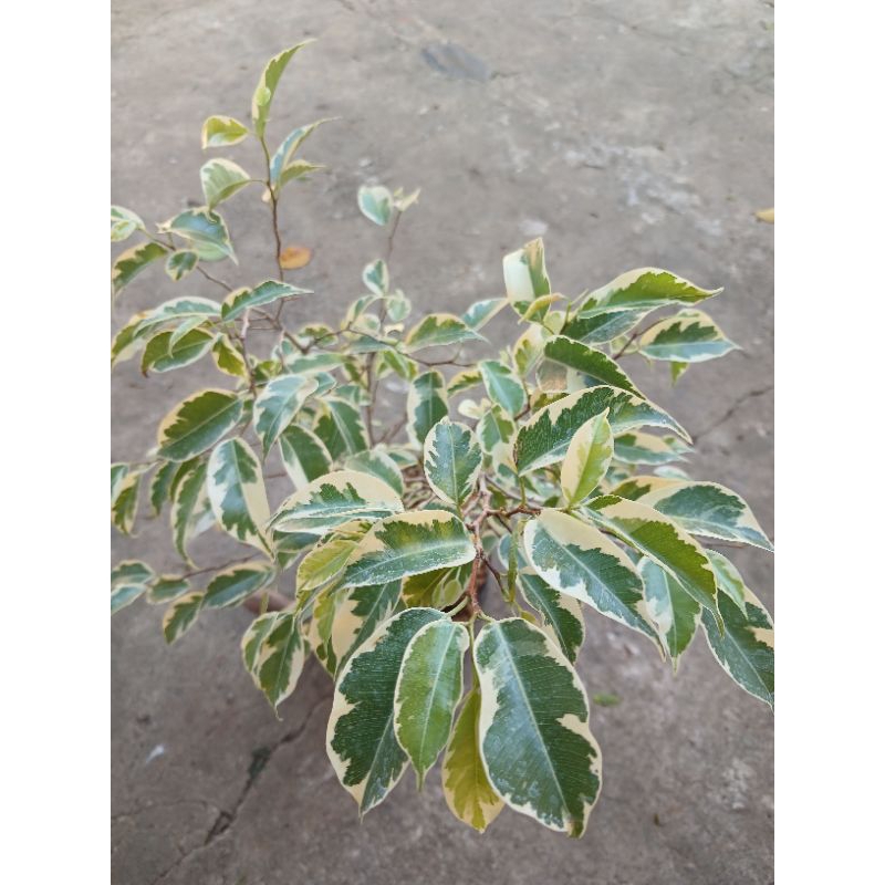 Jual Tanaman Hias Beringin Variegata - Pohon Beringin Variegata ...