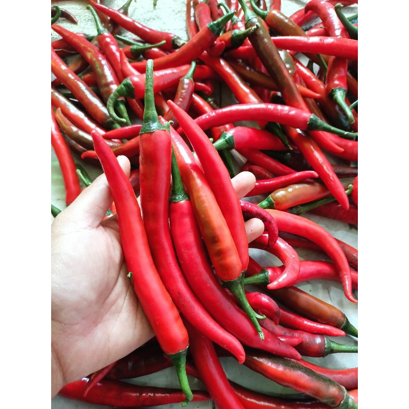 Jual CABE MERAH BESAR FRESS 1kg | Shopee Indonesia