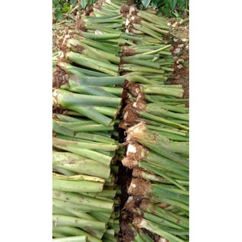 Jual BIBIT TALAS GAJAH / TALAS KIMPUL / BENIH TALAS GAJAH / MBOTE ...