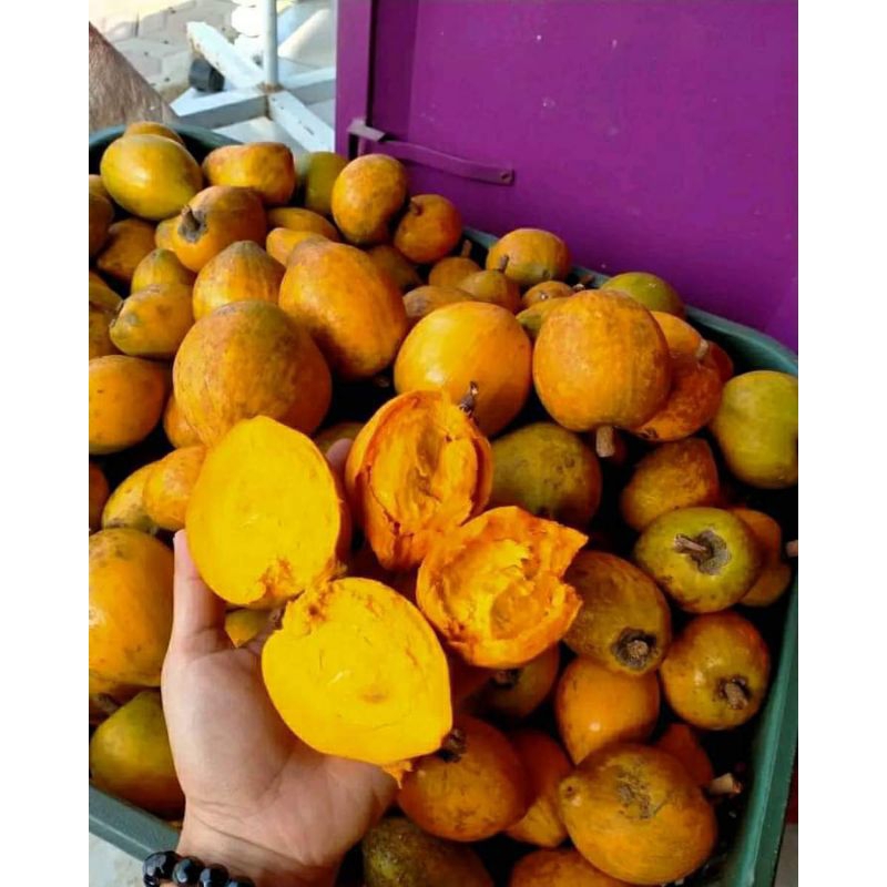 Jual Buah Alkesa /Sawo Mentega Fresh 1kg | Shopee Indonesia