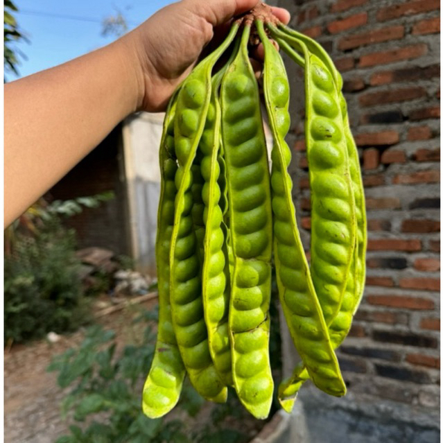Jual PETE PADI FRESH UKURAN PENDEK 20 PAPAN SUDAH TUA KULIT HIJAU ASLI ...