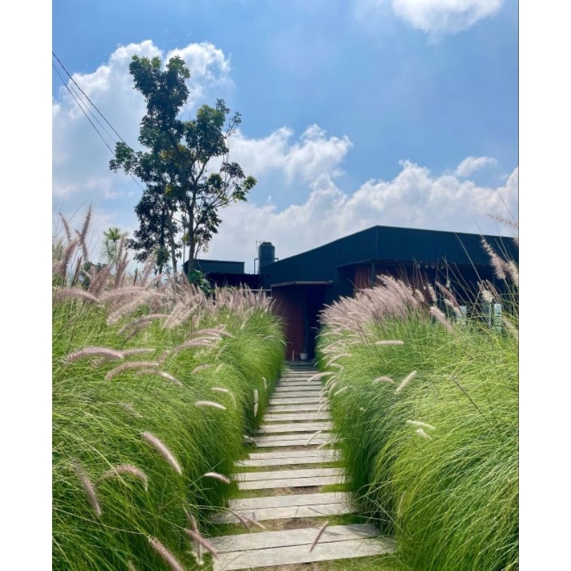 Jual tanaman alang alang ekor kuda love grass ilalang | Shopee Indonesia