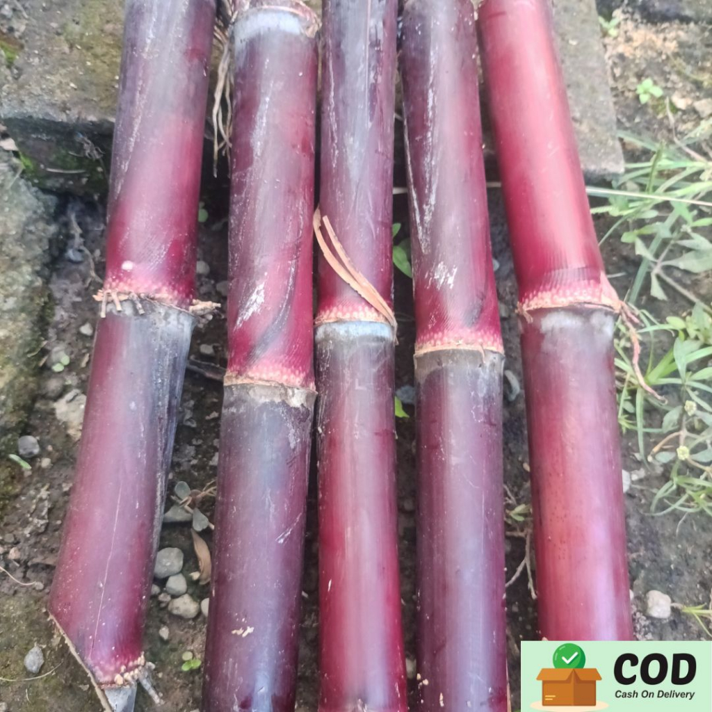 Jual TEBU IRENG/TEBU HITAM LANGKA ASLI | Shopee Indonesia