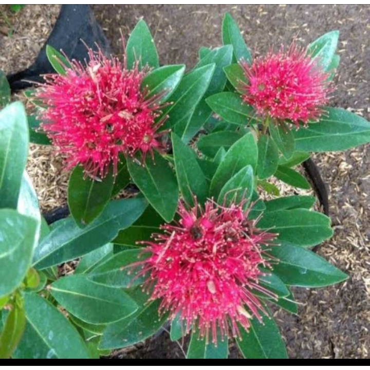 Jual Bibit tanaman santos lemon | Shopee Indonesia