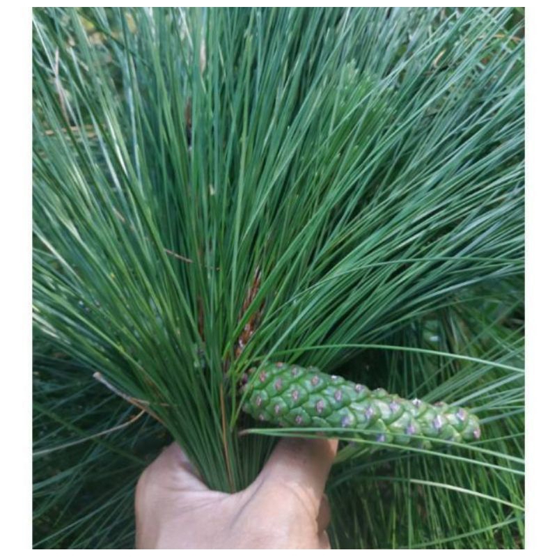 Jual daun pinus pines segar harga / 250 gram | Shopee Indonesia