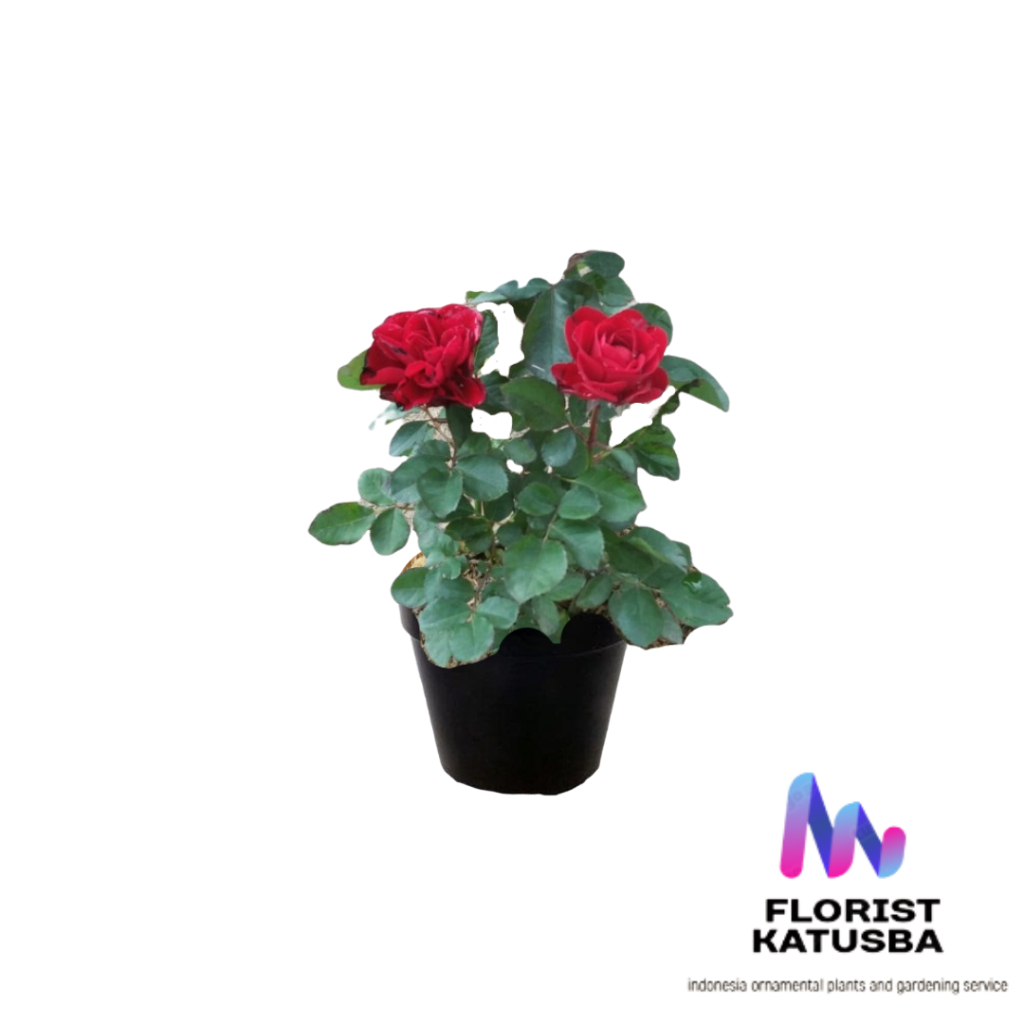 Jual tanaman bunga mawar import red queen | Shopee Indonesia