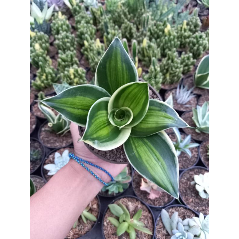 Jual tanaman sansevieria pagoda variegated | Shopee Indonesia