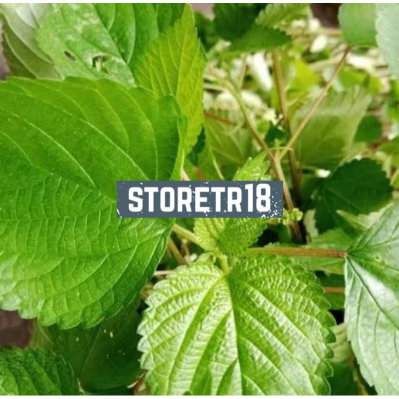 Jual Jual Daun Jelatang Daun Gatal Atau Daun Pulus Segar 250 Gram ...