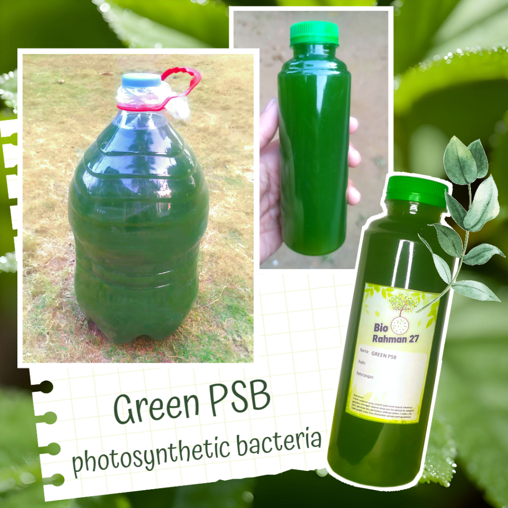 Jual Paket 3 Botol PSB TERBAIK! Green PSB Bakteri Fotosintesis Hijau ...