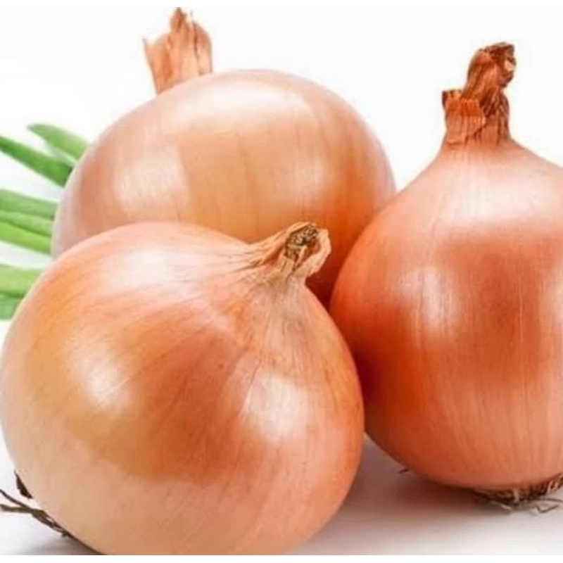 Jual bawang bombay besar 1 kg | Shopee Indonesia