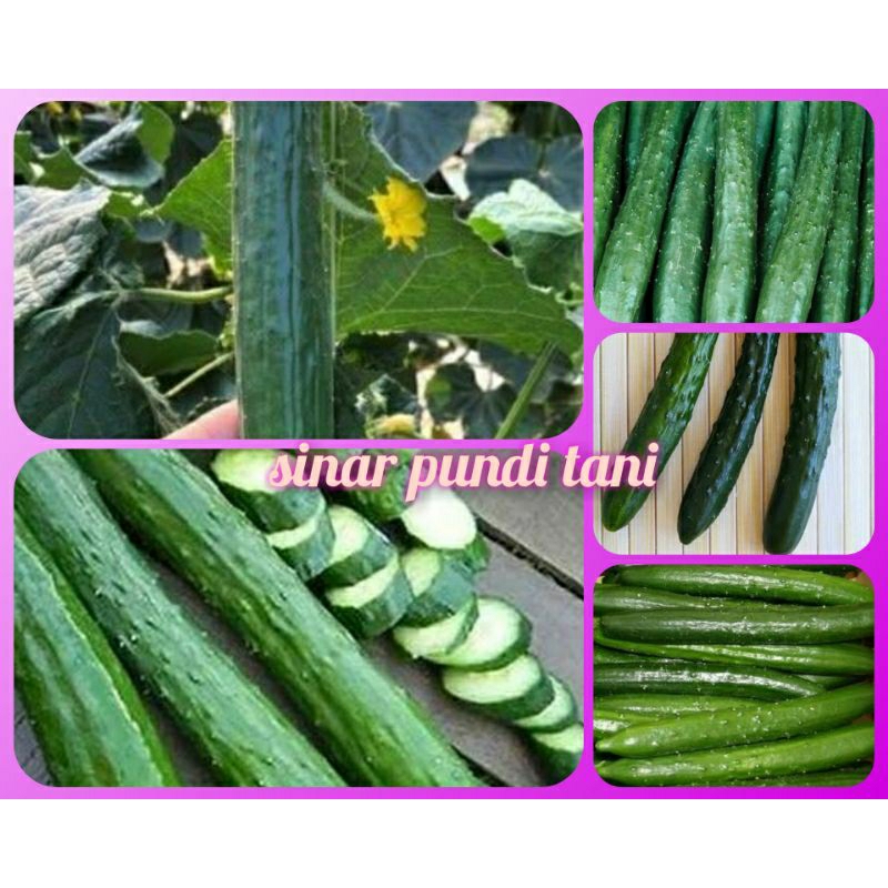 Jual BIJI BENIH TIMUN JEPANG (isi 10 BUTIR) | Shopee Indonesia