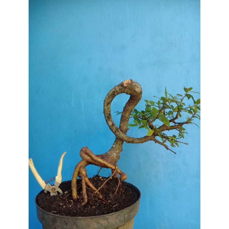Jual Bahan Bonsai Loa | Ficus Racemosa | Pohon Lo | Shopee Indonesia