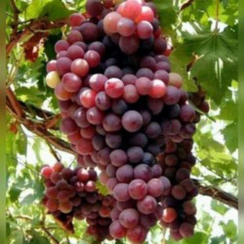 Jual bibit Import anggur red Caroline (beli 10 bonus pupuk +bibit ...