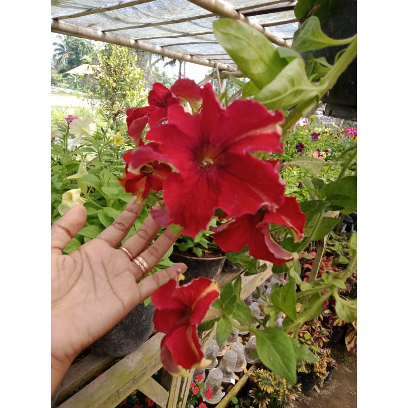 Jual Benih petunia red curly kelopak besar | Shopee Indonesia