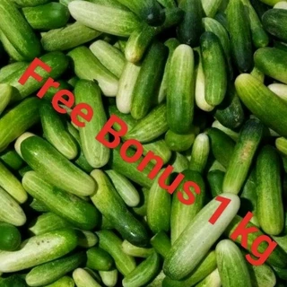 Jual Timun 1 Kg Terlengkap & Harga Terbaru November 2024 | Shopee Indonesia