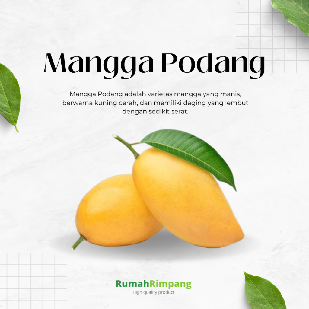 Jual [BISA INSTAN] JUAL BUAH FRESH - MANGGA PODANG 1 KG ISI 4-5 BUAH | Shopee Indonesia