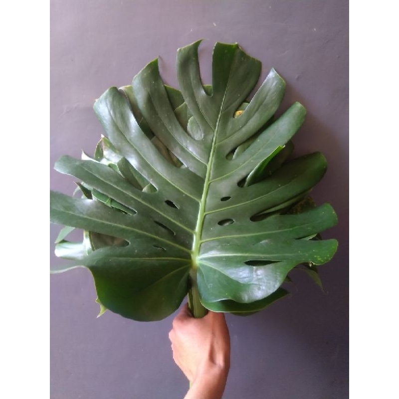 Jual Daun Potong Segar Monstera tanaman hias~ | Shopee Indonesia