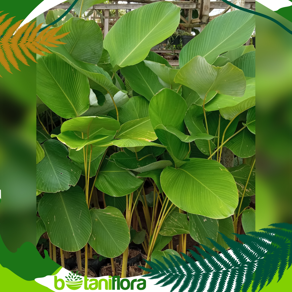 Jual Calathea Luthea | Calathea Lutea | Calathea Pisang | Tanaman Hias ... Jual Calathea Luthea | Calathea Lutea | Calathea Pisang | Tanaman Hias ...